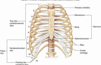 Injury Prevention Part 2: Could the Thorax be the Key? - RedoHealth ...
